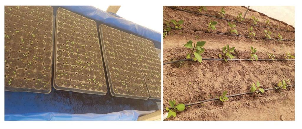 Production de semences biologiques et reproductibles au Sénégal – The ...